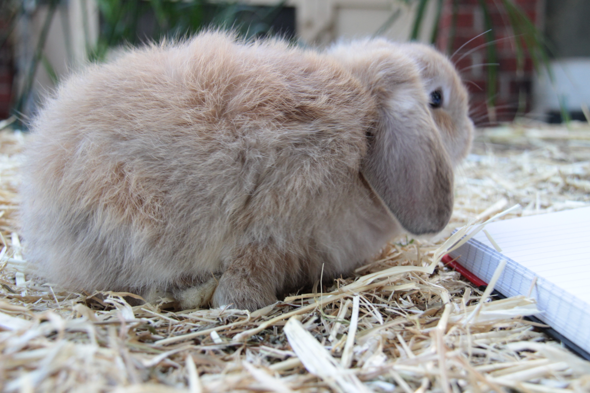 Reynella Rabbits – Home to Riverfield Rabbitry