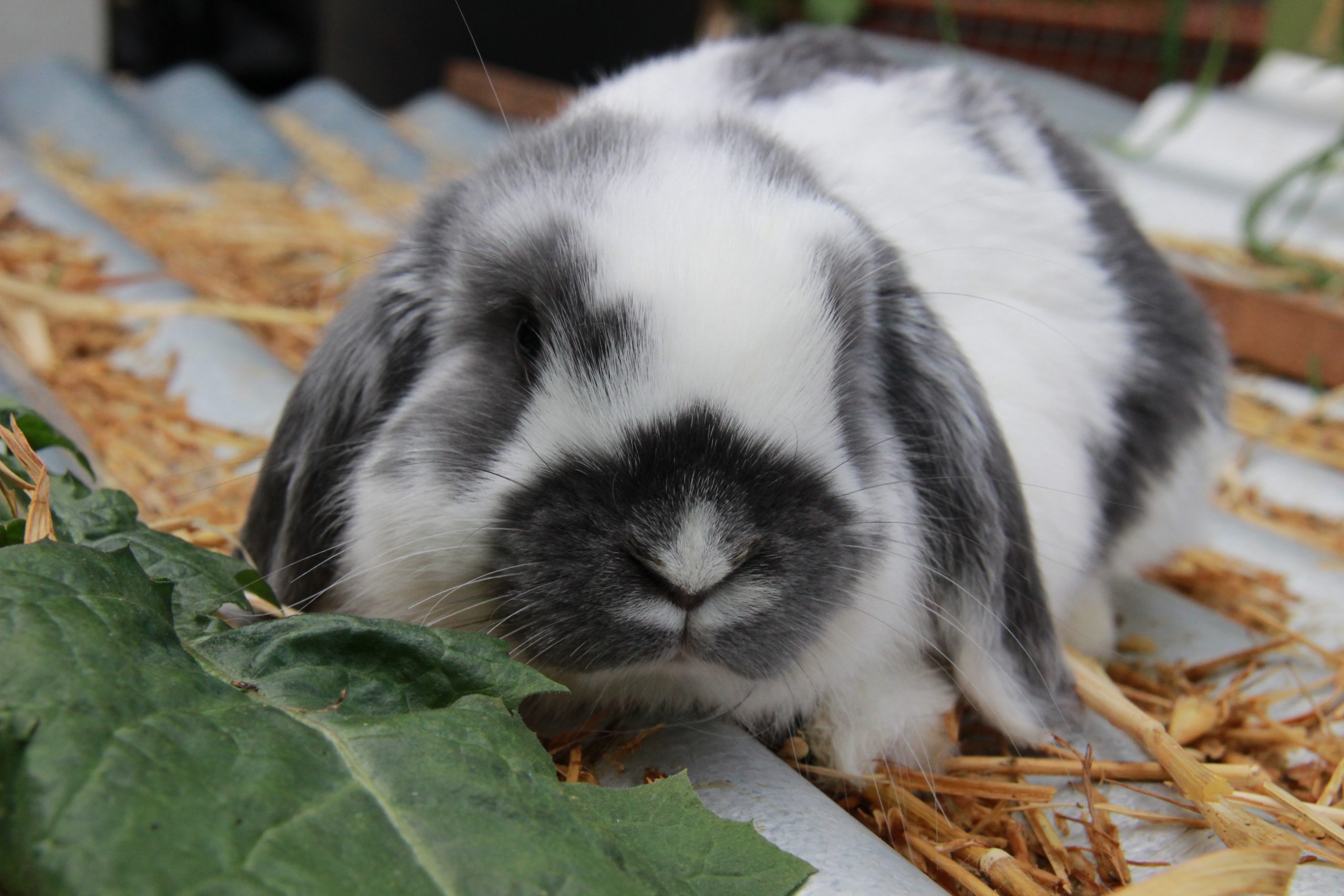 Reynella Rabbits – Home to Riverfield Rabbitry