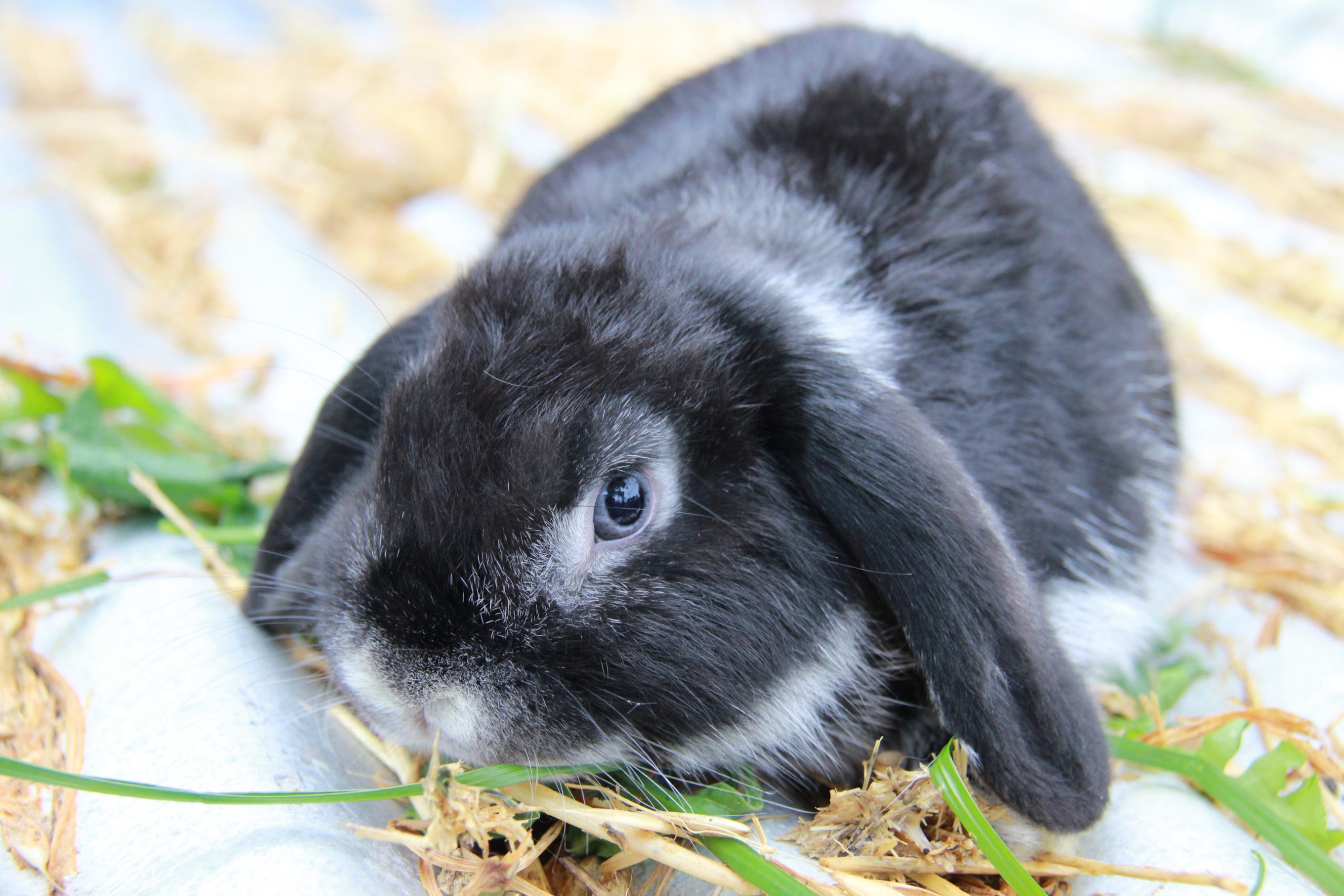 Reynella Rabbits – Home to Riverfield Rabbitry