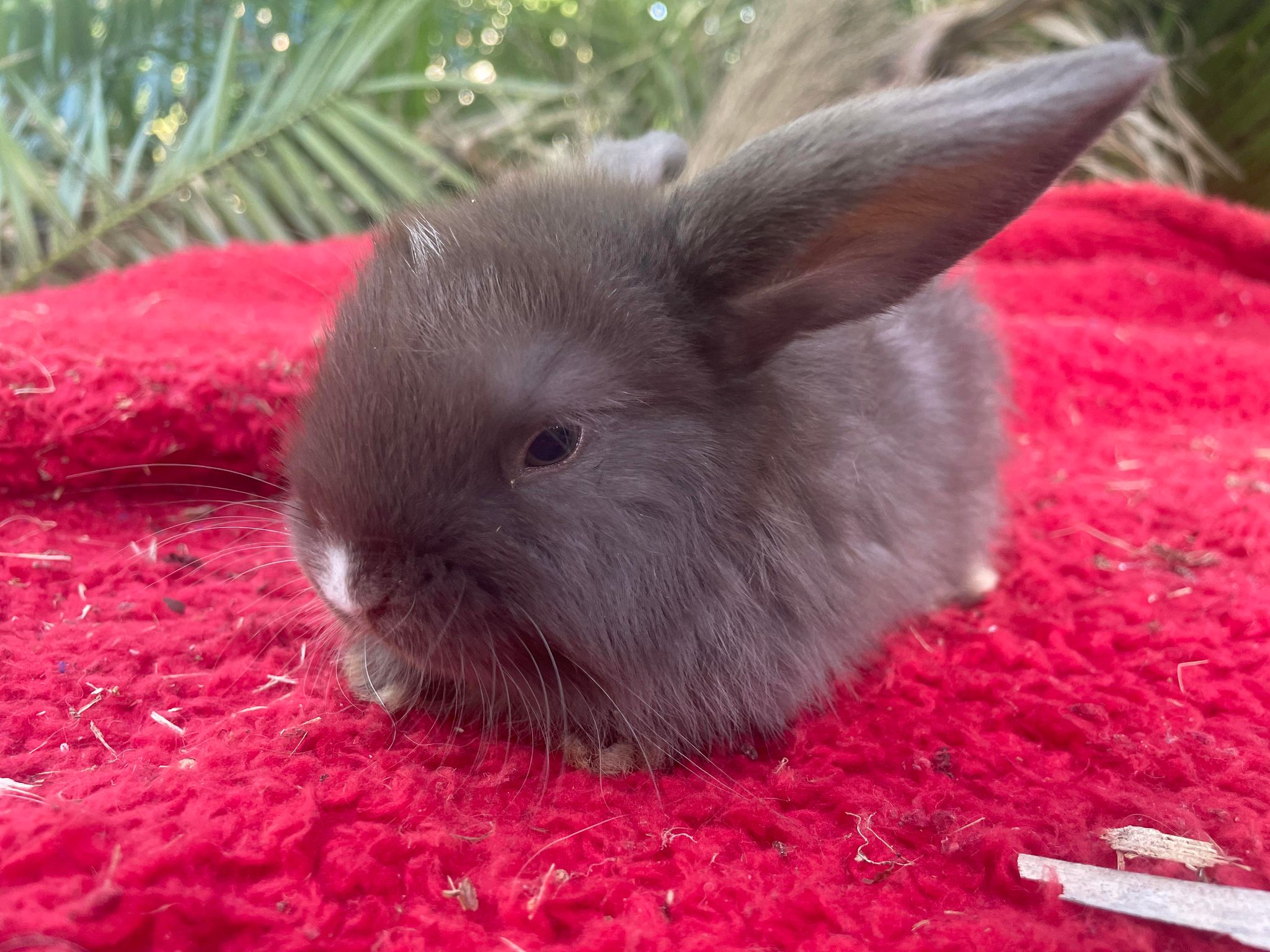 Reynella Rabbits – Home to Riverfield Rabbitry