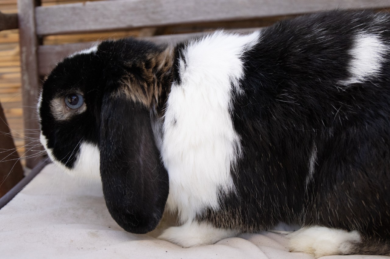 Reynella Rabbits – Home to Riverfield Rabbitry