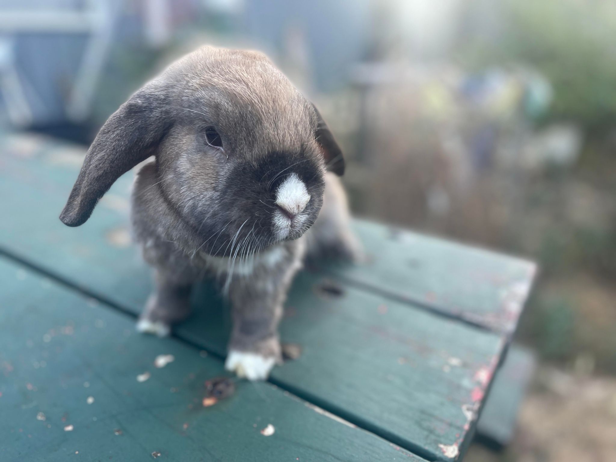 Reynella Rabbits – Home to Riverfield Rabbitry